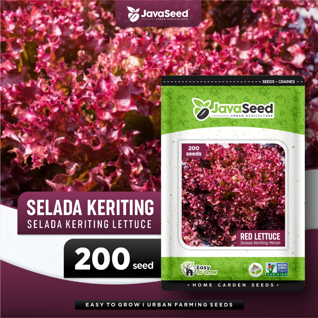 Jual JAVASEED - Benih Selada Keriting Merah Red Rapids Lettuce 200 ...