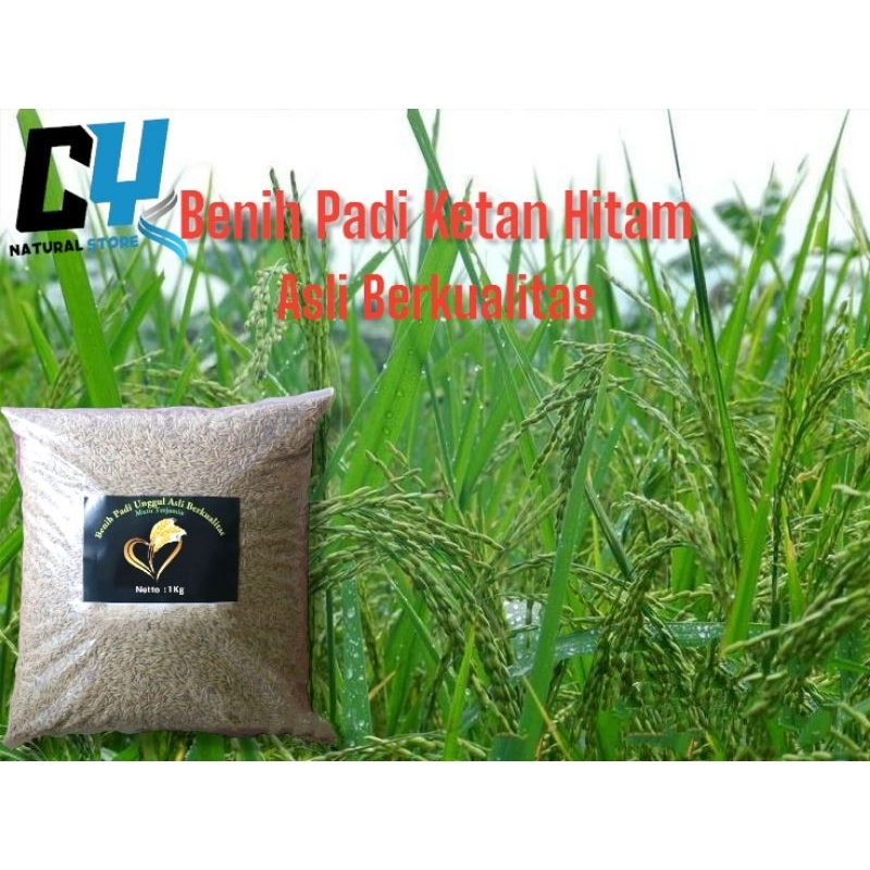 Jual PADI KETAN HITAM 1 KG KUALITAS SUPER UNGGUL | Shopee Indonesia