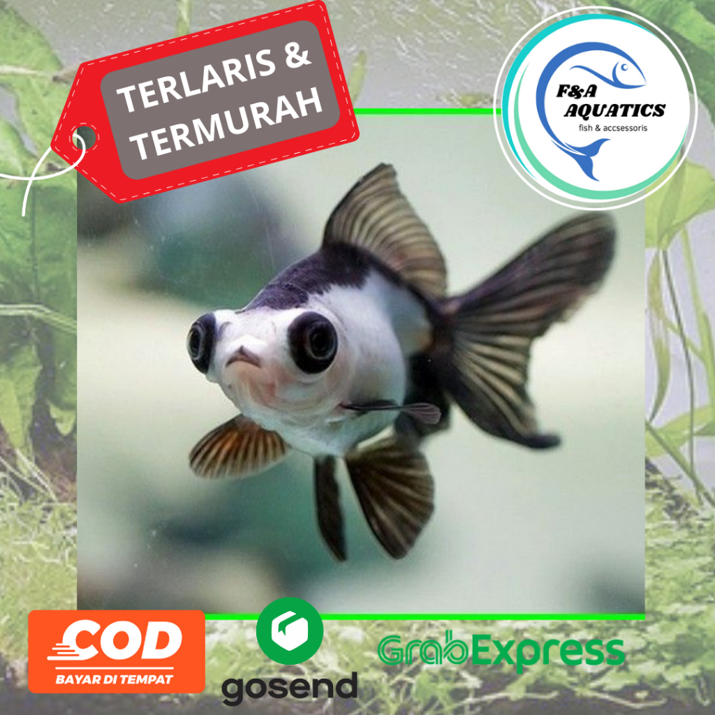 Jual Ikan Hias Aquarium Koki Panda Oranda - Koki Panda Ukuran M - Ikan ...
