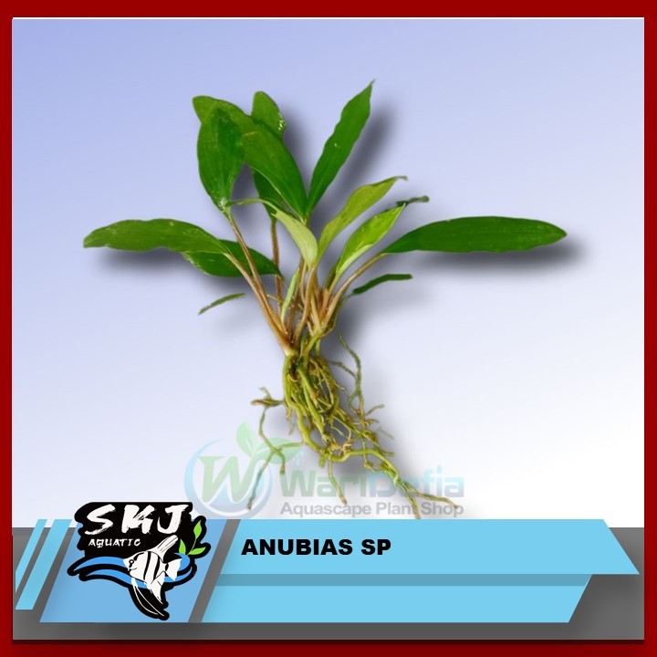 Jual Anubias Sp Tanaman Aquascape | Shopee Indonesia