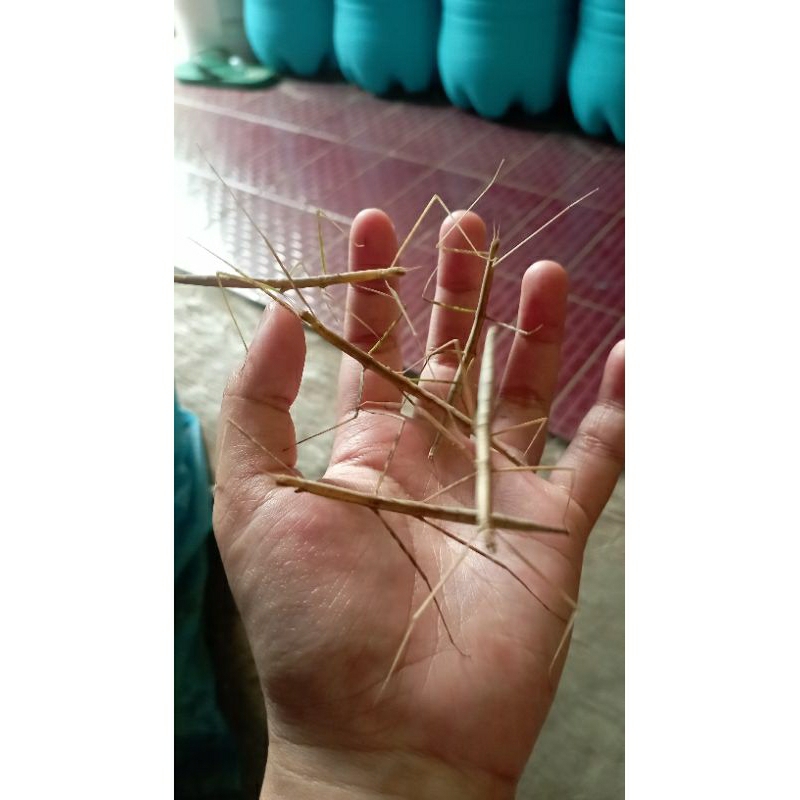 Jual kartu clonaria sp/serangga tongkat/serangga kayu | Shopee Indonesia