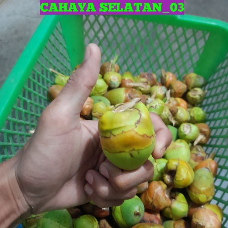 Jual Belulo-Beluluk-Tembeluluk-kelapa Muda Freah Isi 10pcs | Shopee ...