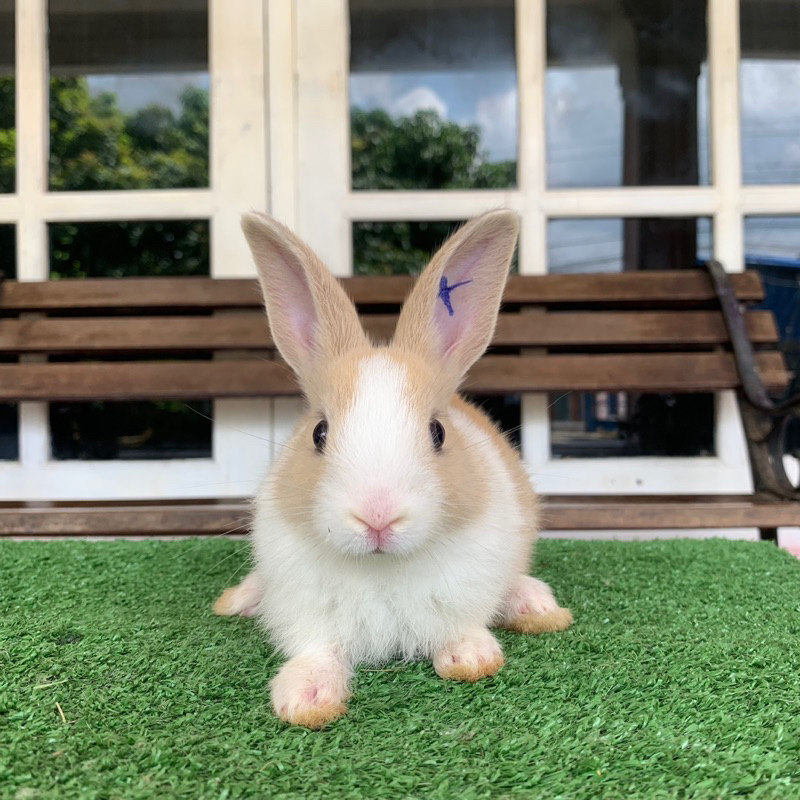 Jual kelinci dutch betina 3 | Shopee Indonesia