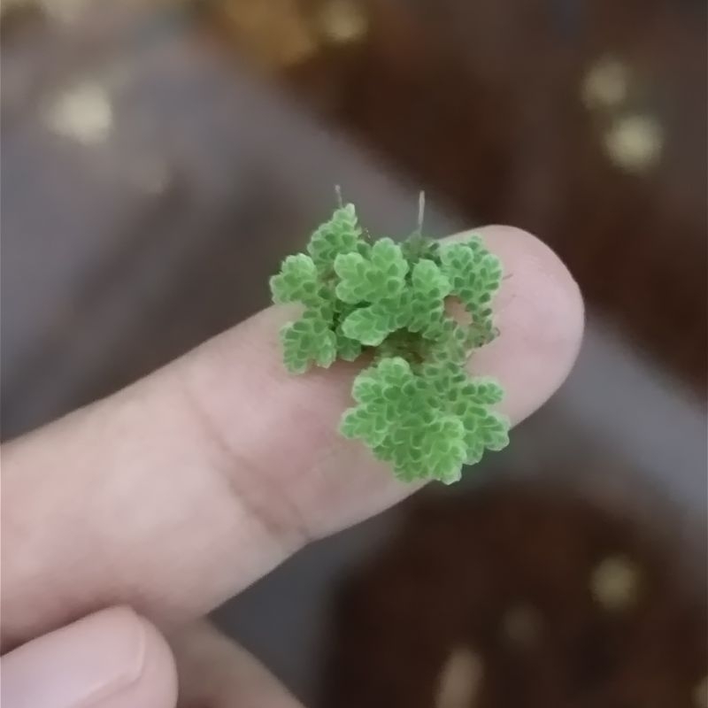 Jual Azolla segar langsung dari kebunnya (Azolla microphylla) per cup ...