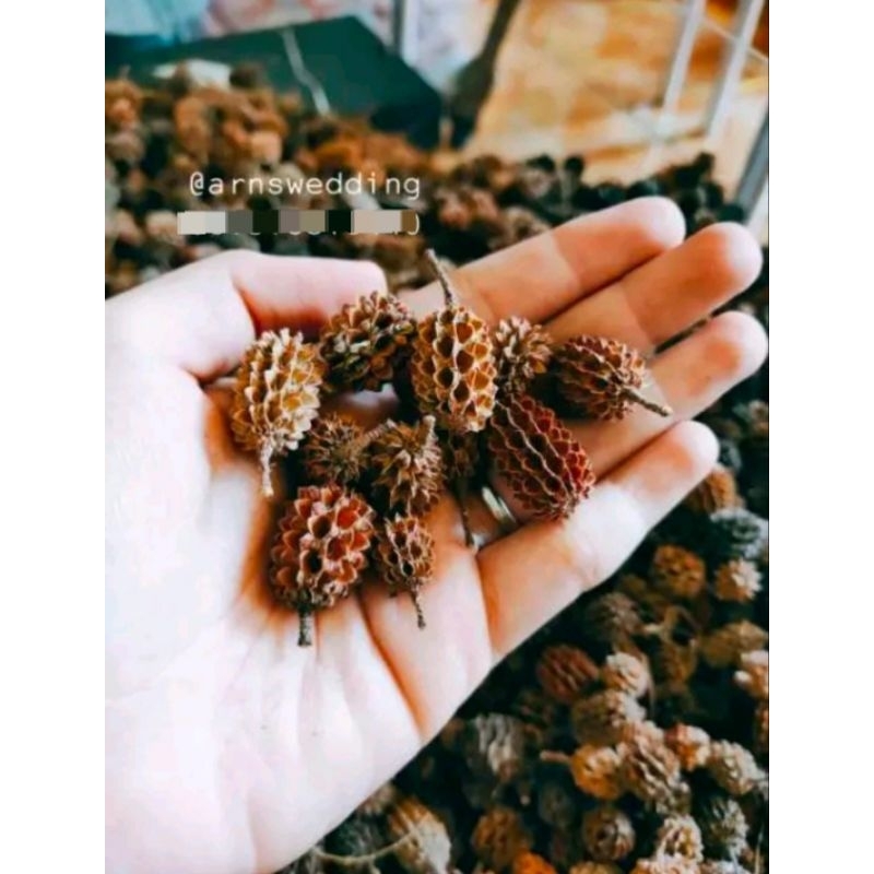 Jual Biji bijian 1 Kg / Biji Pinus / Biji Rotan / Biji Puspo / Biji ...