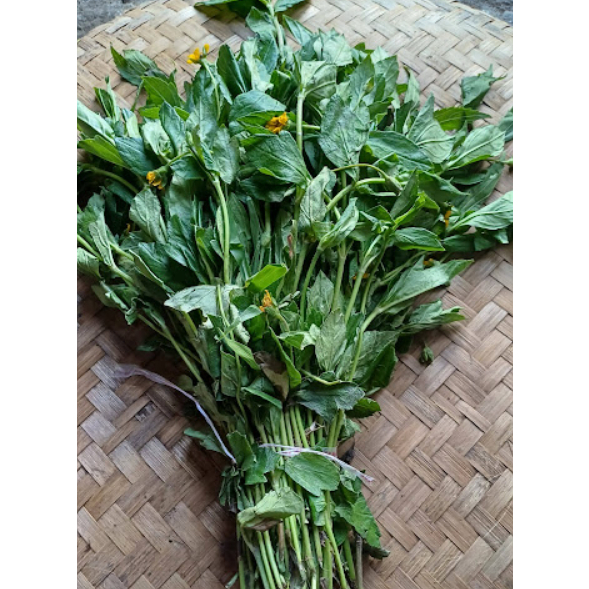 Jual Daun Seruni Segar / Daun Wedelia biflora di petik saat order masuk ...