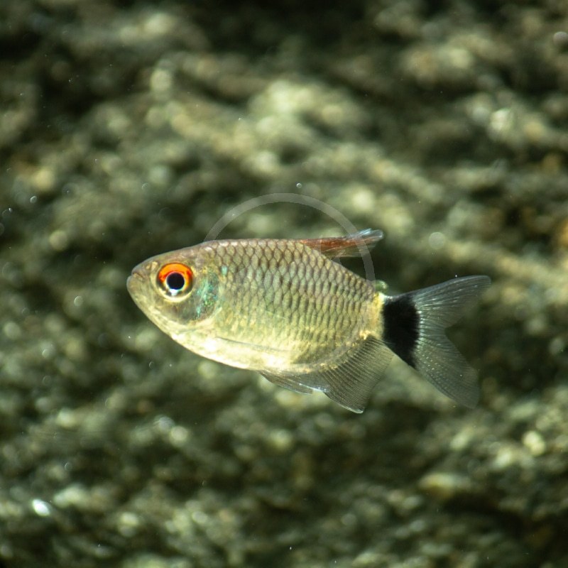 Jual Red Eye Balon Tetra / Moenkhausia - Ikan Hias Aquascape Aquarium ...