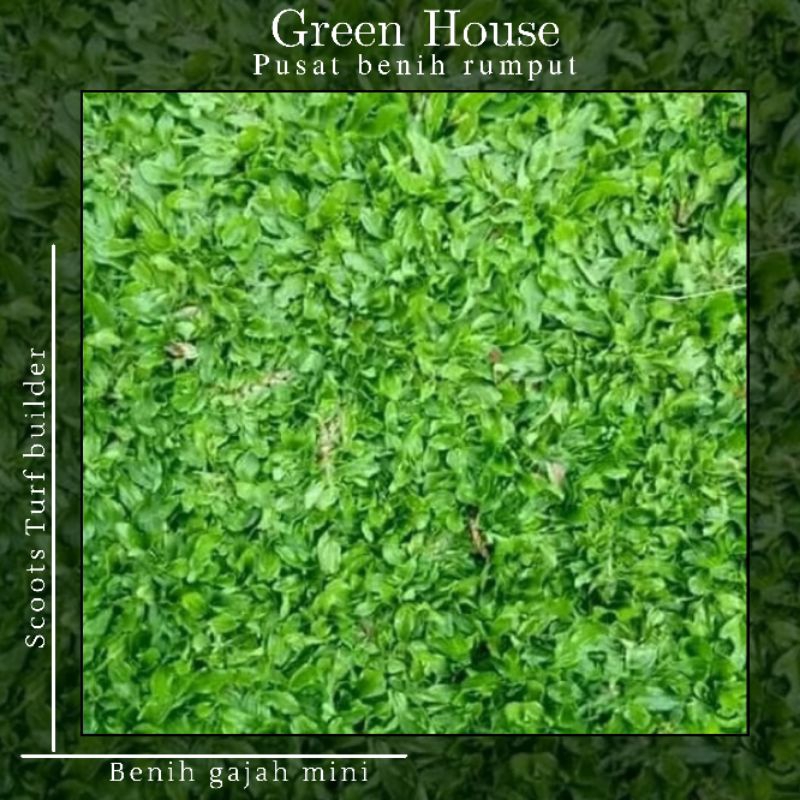 Jual Bermuda Grasseed Gajah Mini 15 Gram LBS° Original Benih Rumput Gajah Mini 15G | Shopee ...