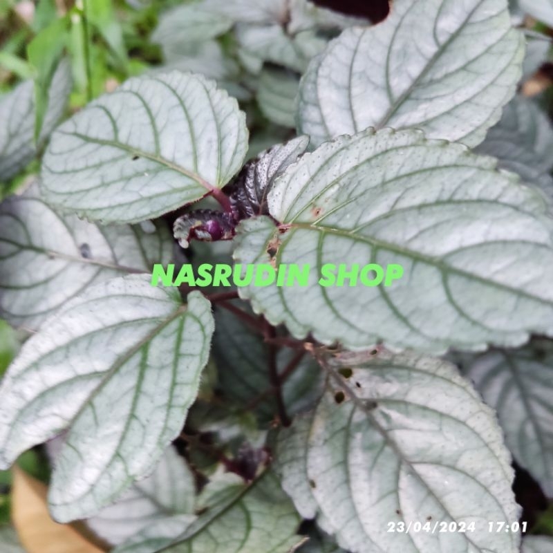 Jual DAUN SAMBUNG GETIH 50 LEMBAR SEGAR LANGSUNG PETIK / SAMBANG GETIH ...