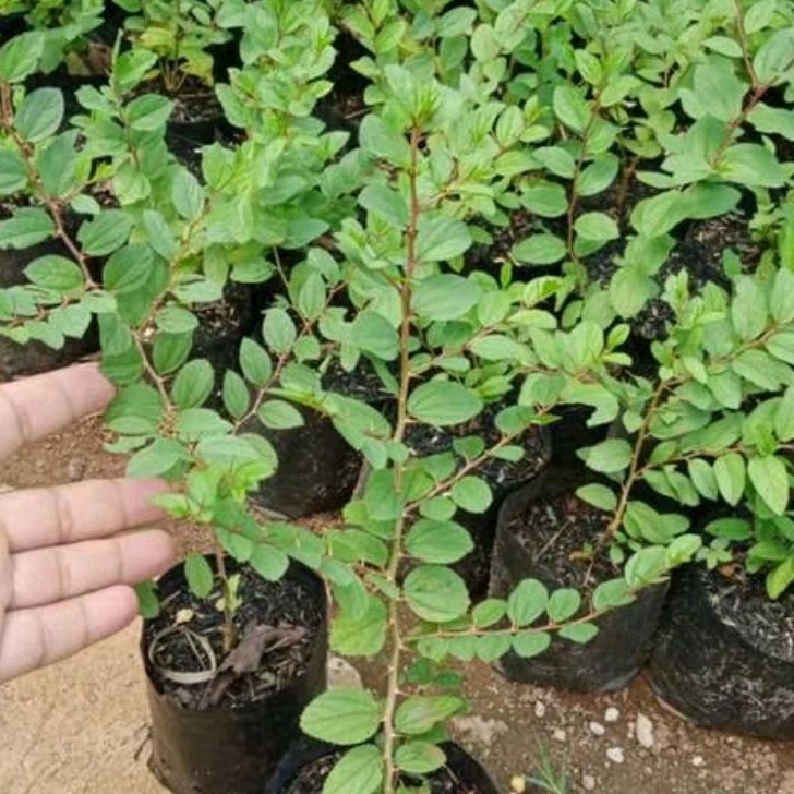 Jual BIBIT BIDARA (TANAMAN DAUN BIDARA) | Shopee Indonesia