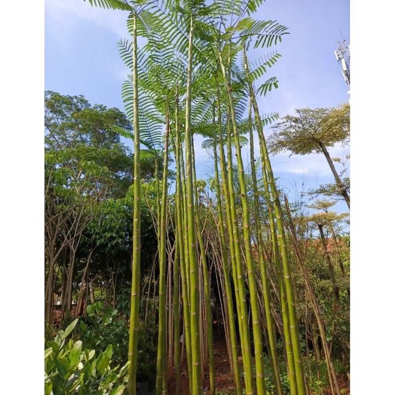 Jual Pohon hias solobium pakis Brazil tinggi 4meter sampai 5meter ...