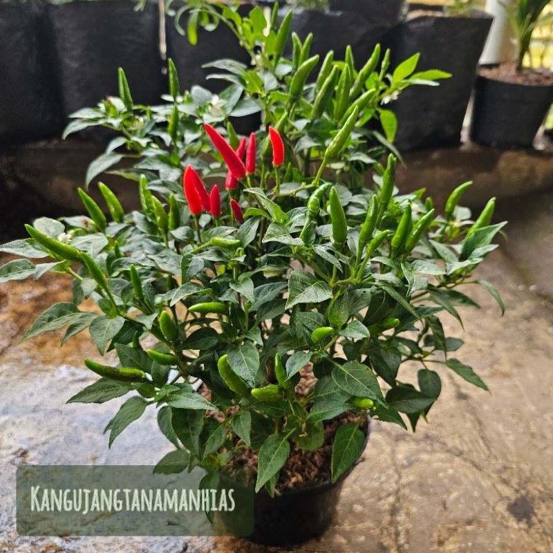 Jual 1 POT TANAMAN CABAI CABE RAWIT SETAN SUPER PEDAS | Shopee Indonesia