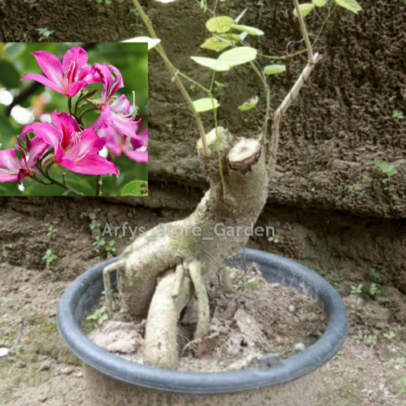 Jual Bonsai Bauhinia Bunga kupu-kupu Bonggol Besar | Shopee Indonesia