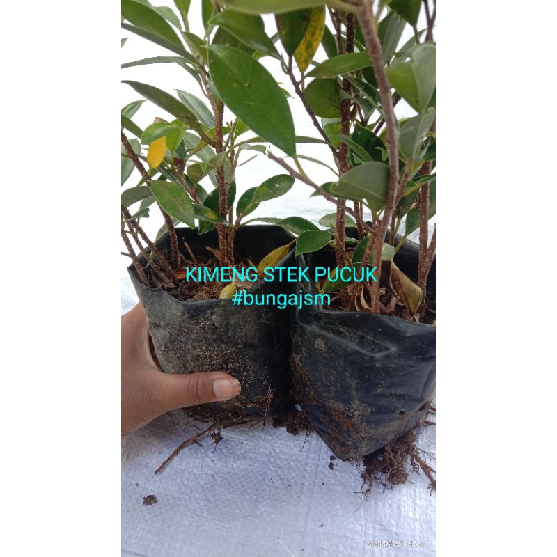 Jual KIMENG BAHAN BONSAI. TINGGI 20 SAMPAI 30 CM. HASIL STEK. | Shopee Indonesia