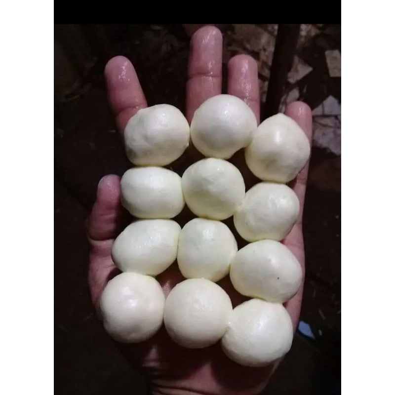 Jual PULUT BURUNG PIKAT GETAH JERAT ASLI BENDA | Shopee Indonesia