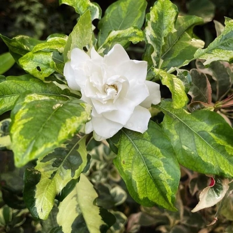 Jual Bunga Kaca Piring Variegata Tanaman Hias Kacapiring Wangi Semerbak ...