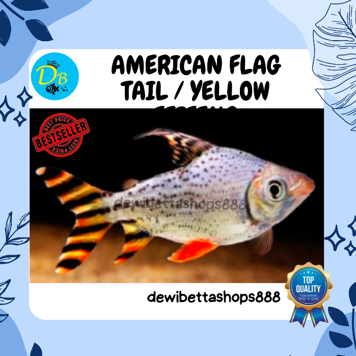 Jual AMERICAN FLAG TAIL JUMBO - YELLOW FEI FENG JUMBO | Shopee Indonesia