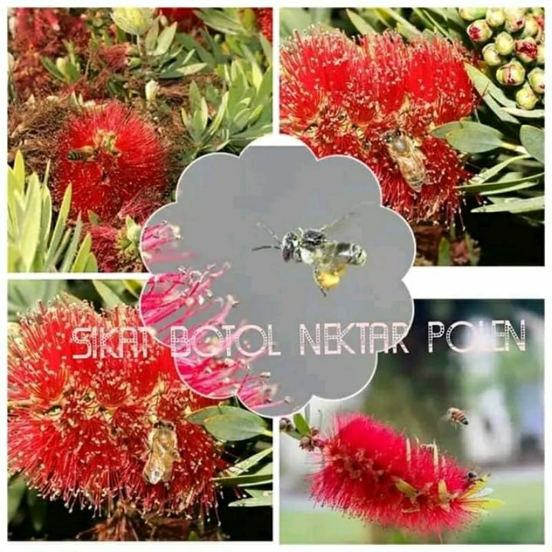 Jual tanaman vegetasi lebah pakan klanceng bunga sikat botol batang tua ...