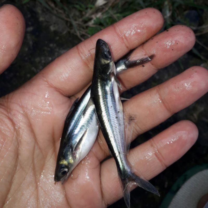Jual Bibit ikan PATIN | Shopee Indonesia