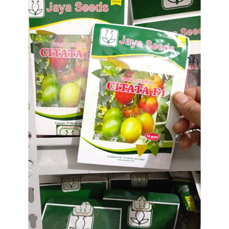 Jual isi 3000 Benih Bibit Tomat Hibrida CITATA F1 10 GRAM JAYA SEED ...