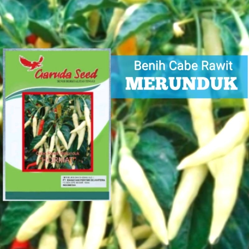 Jual 100 BENIH CABE RAWIT MERUNDUK ORIGINAL KEMASAN REPACK | Shopee ...