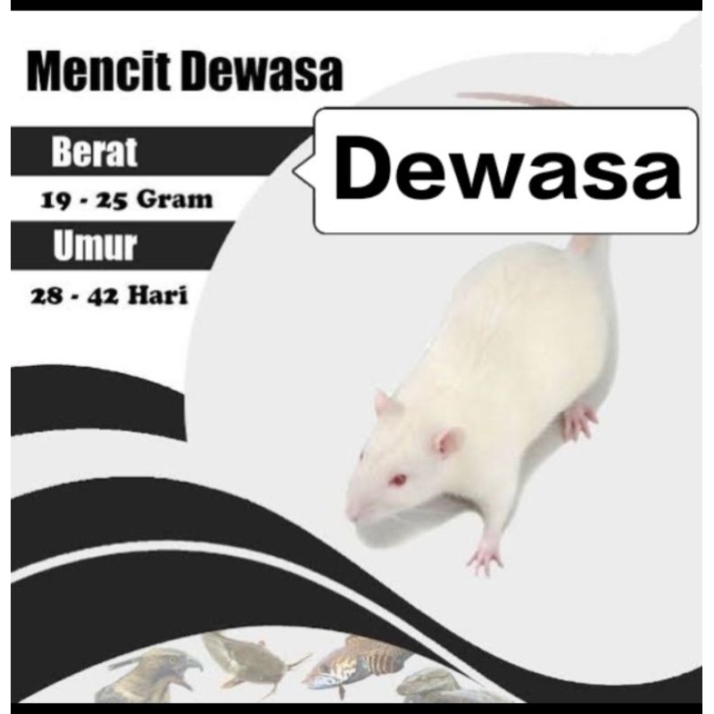 Jual Mencit Tikus Putih Dewasa | Shopee Indonesia