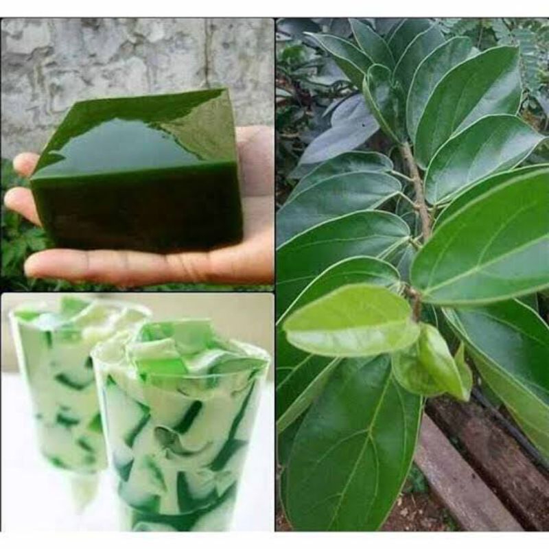 Jual Daun Cincau Hijau Segar 1kg Cincau Perdu Jelly Organik | Shopee ...