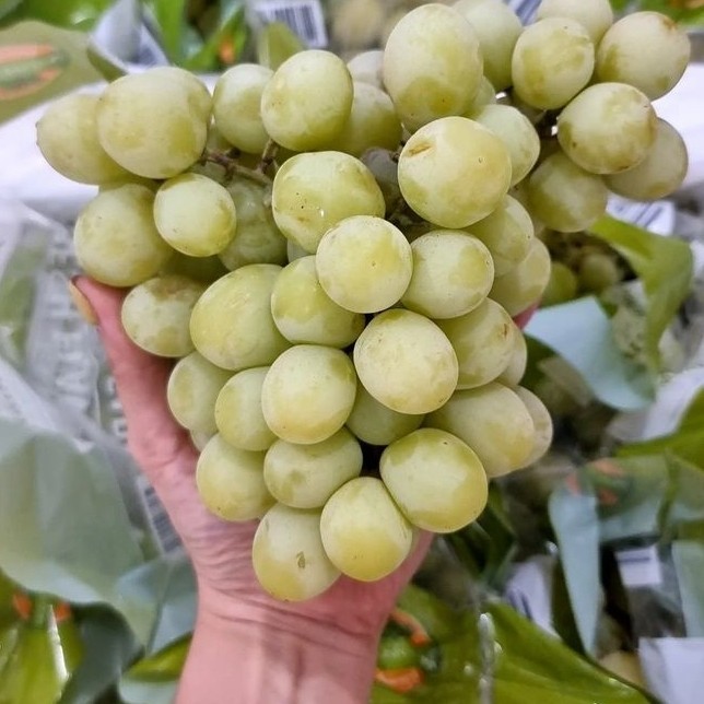 Jual Buah Anggur Hijau Autum crispy super sweet crunchy | Shopee Indonesia