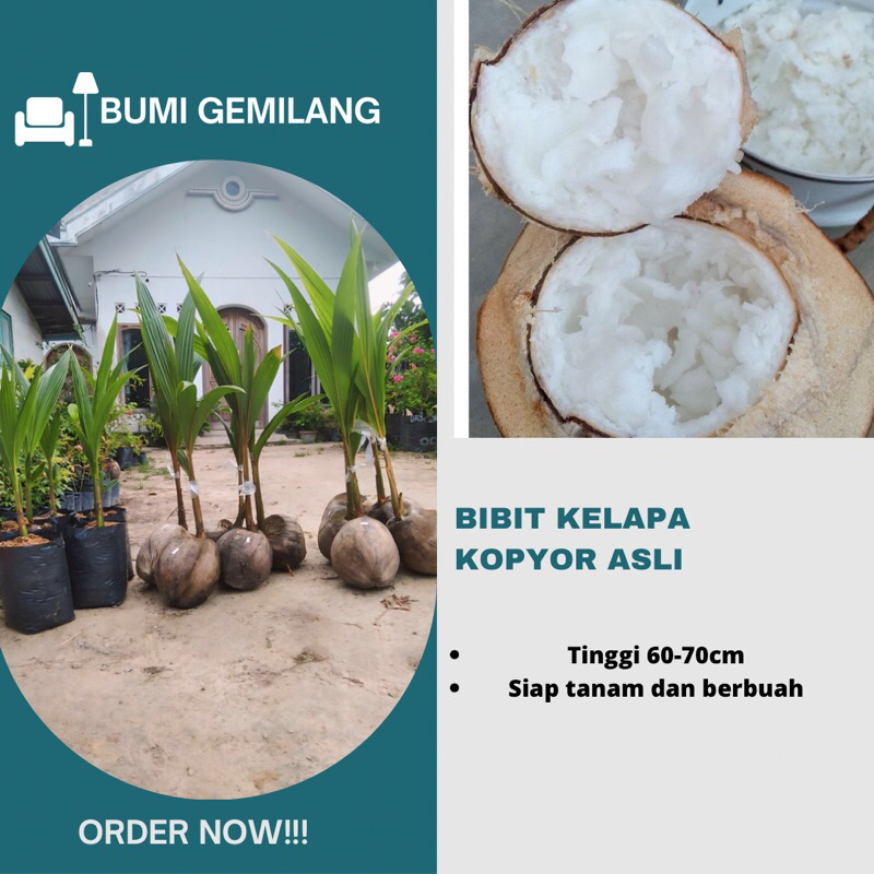 Jual Bibit Kelapa Kopyor Asli | Shopee Indonesia
