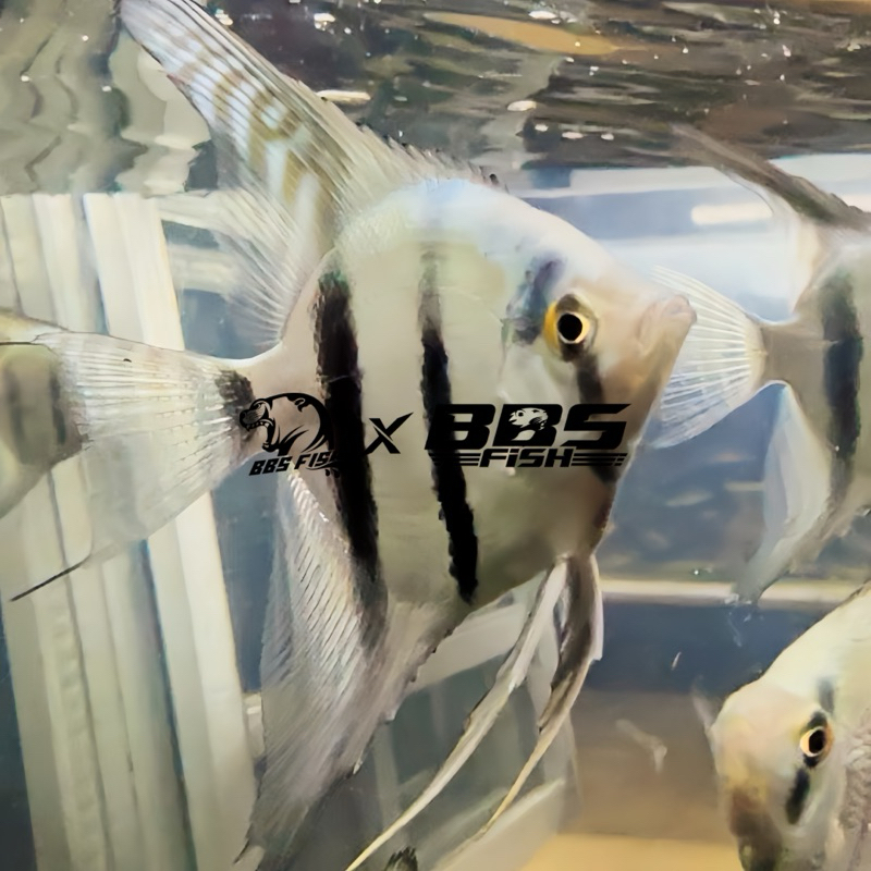 Jual Manfish Blue Pinoy 4-5CM / angelfish / bluepinoy free sticker ...