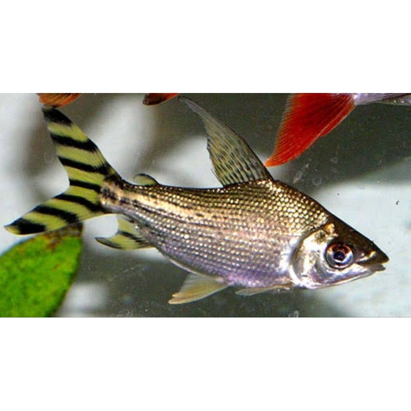 Jual Hiasan Akuarium Yellow FeiFeng (YFF) / Yellow FlagTail ±10CM ...