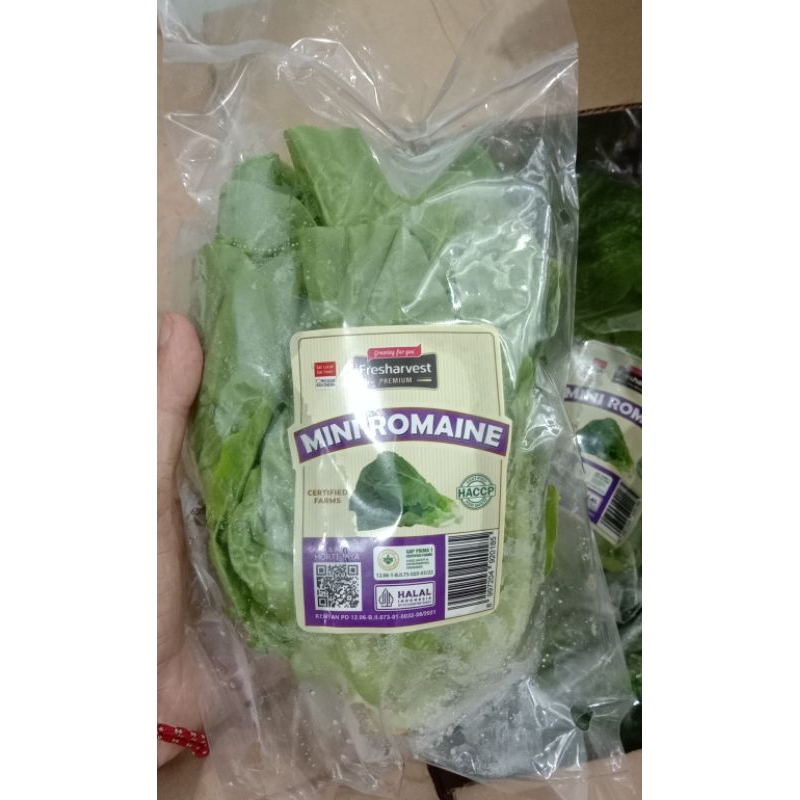 Jual Mini Romaine Fresharvest | Shopee Indonesia