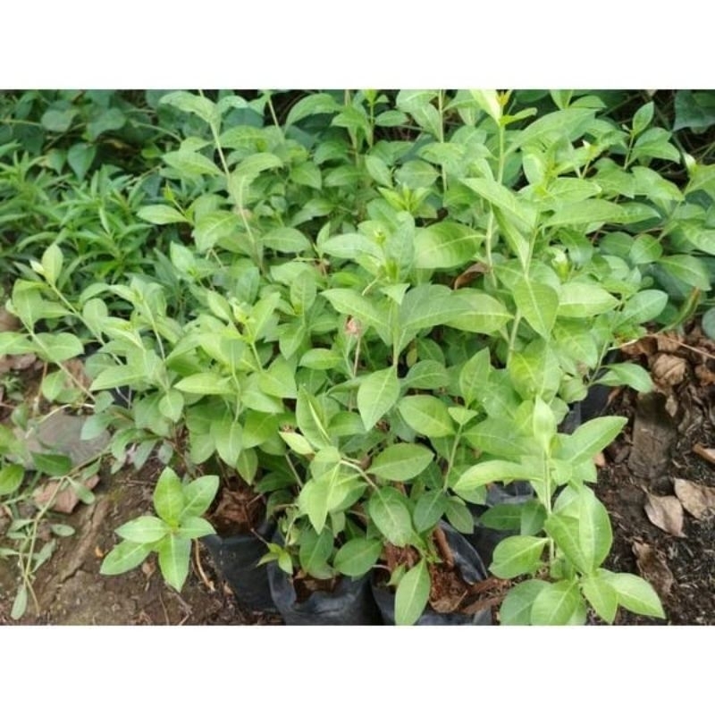 Jual Daun Pacar Kuku Tanaman Pacar Kuku Pacar Arab | Shopee Indonesia