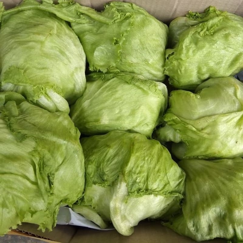 Jual lettuce head 1kg | Shopee Indonesia