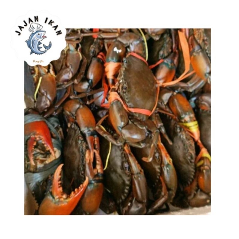 Jual [JAJAN IKAN] Pre-order/PO Kepiting Bakau Hidup Premium 1 KG ...