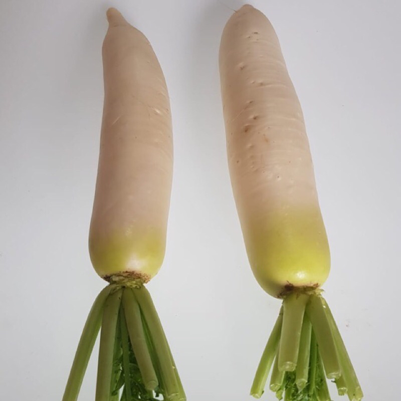 Jual lobak putih sayur lobak acar lobak | Shopee Indonesia