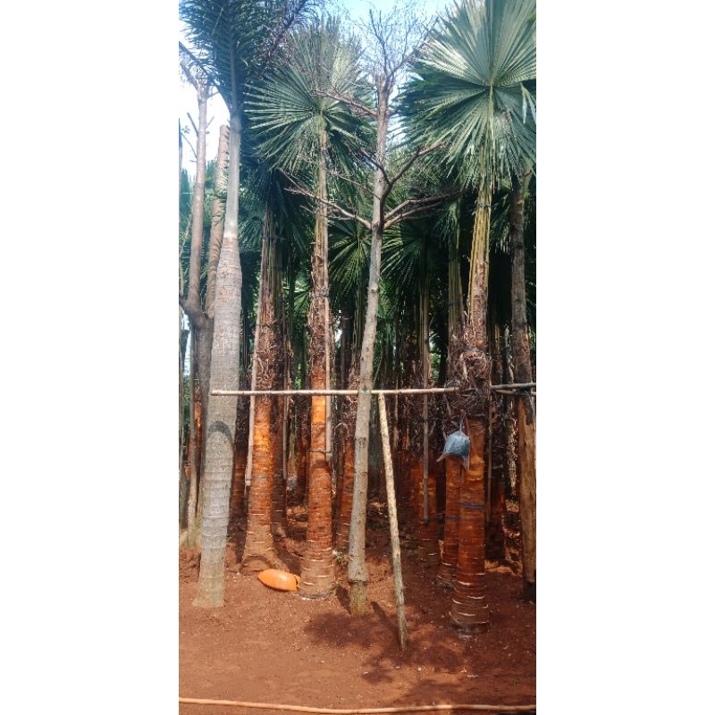 Jual Saribus Rotundifolius , palm sadeng pohon serdang palem kipas ...