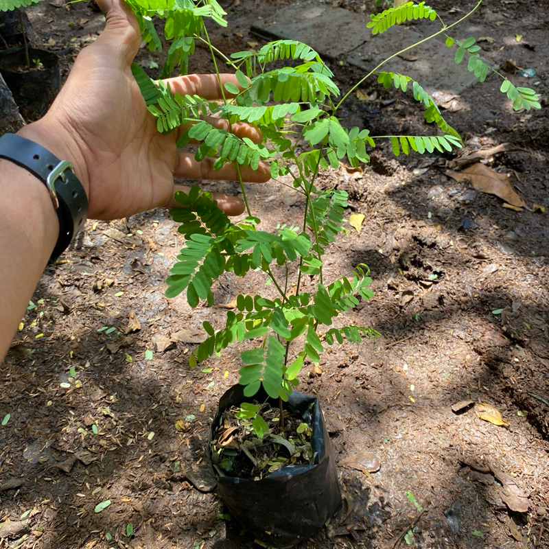 Jual Tanaman herbal saga rambat daun saga pohon obat herbal | Shopee ...
