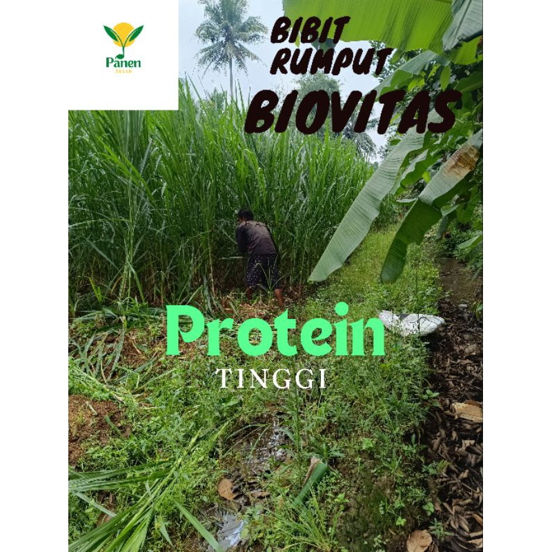 Jual Bibit Rumput Unggul BIOVITAS Perbatang BB BIOGEN Pakan Sapi ...