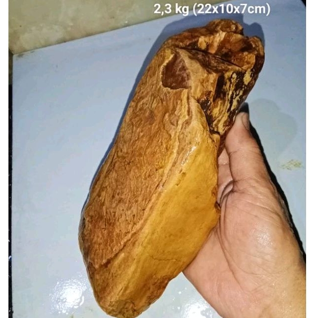 Jual batu fosil kayu Cendana (470) | Shopee Indonesia