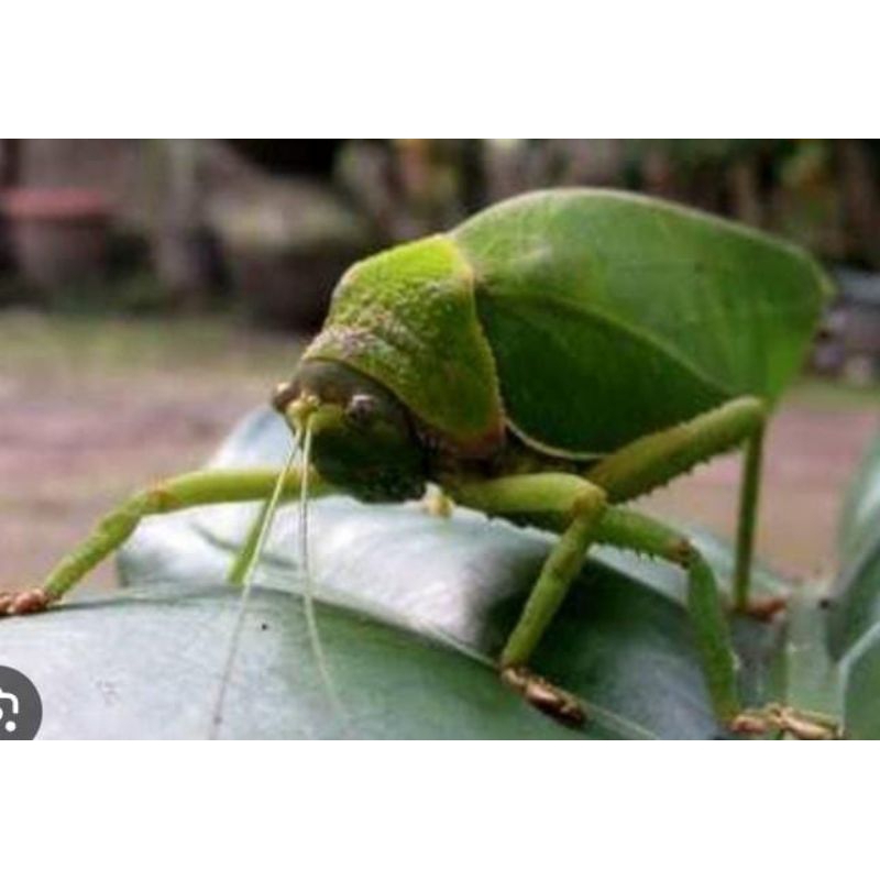 Jual walang ecek/belalang daun/ppyllium | Shopee Indonesia