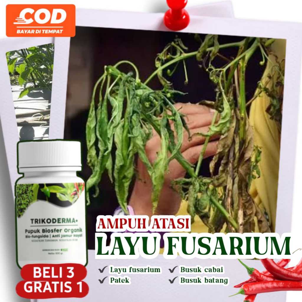 Jual ALFAGREEN- Tricoderma Fungisida Pembasmi Jamur Pencegah tan Obat ...