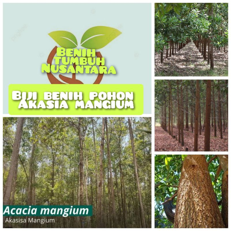 Jual 100 butir biji benih pohon akasia mangium | Shopee Indonesia