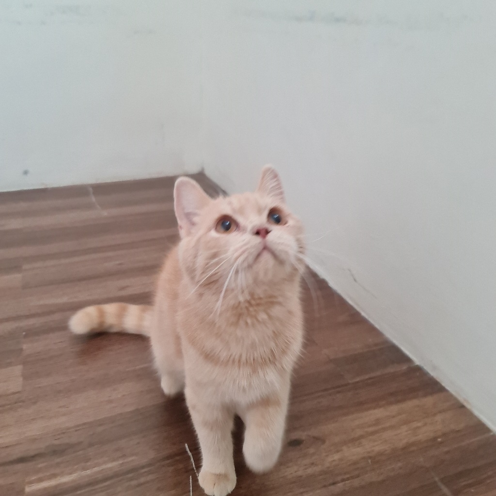 Jual Kucing British Shorthair BSH (Tabby RED Golden Cream - LANGKA ...