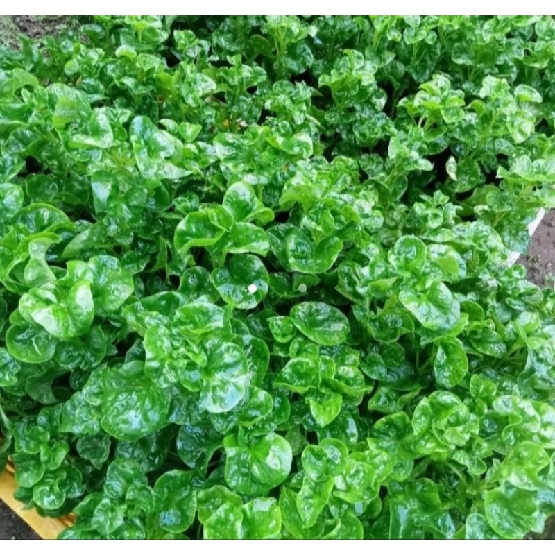 Jual 15 Bibit Tanaman Bayam Brazil | Bayam Brajil Siap Tanam | Shopee ...