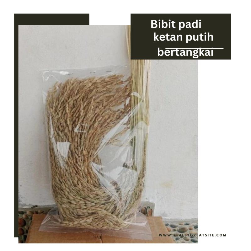 Jual bibit padi ketan putih 50 tangkai/padi bertangkai/ padi ketan ...