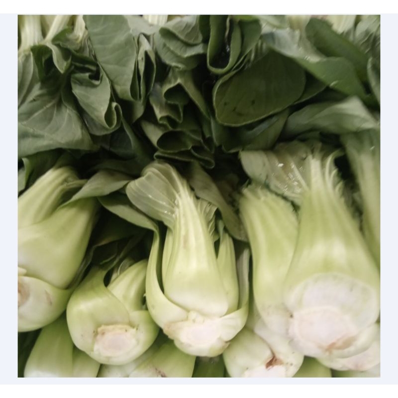 Jual SAYUR BOTOL/ POCAY | Shopee Indonesia