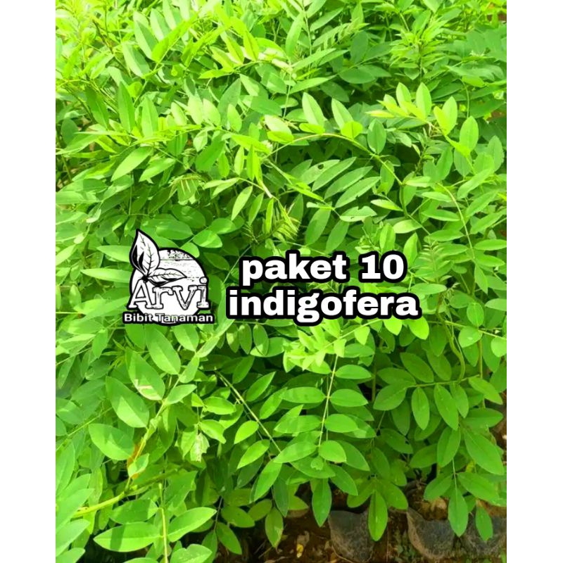 Jual paket 10 bibit tanaman INDIGOFERA pakan ternak murah | Shopee Indonesia