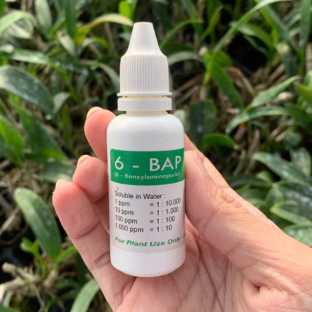 Jual 6BAP / 6-BAP obat perangsang spike dan tunas (ASLI) | Shopee Indonesia