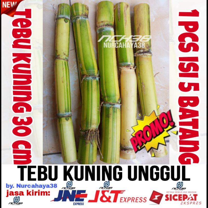Jual Tebu Kuning | Tebu Kuning 1 pcs | tebu kuning 30cm | Shopee Indonesia